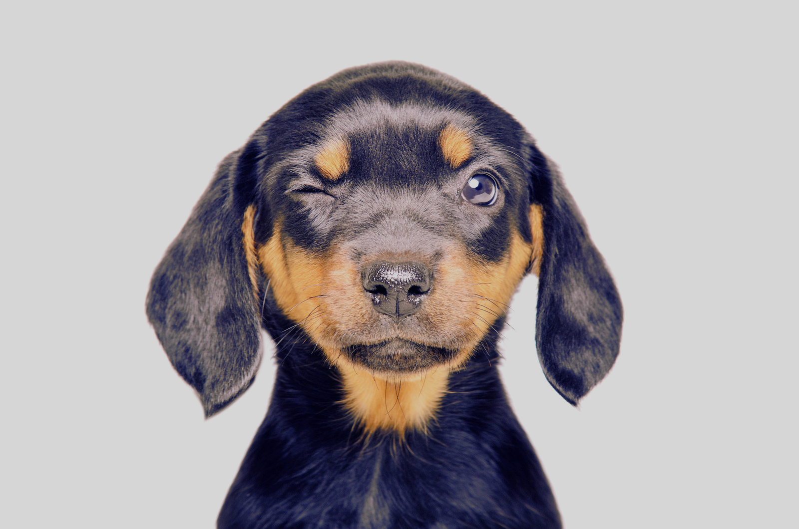 Lead Vet Vacancy, · Bright Leaf Recruitment - Veterinary Recruitment